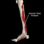 Tibial Posterior ¡¡ A trabajar el músculo con Ejercicios !! - CCPIE